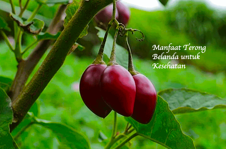 13 Manfaat Terong Belanda untuk Kesehatan - BAMS